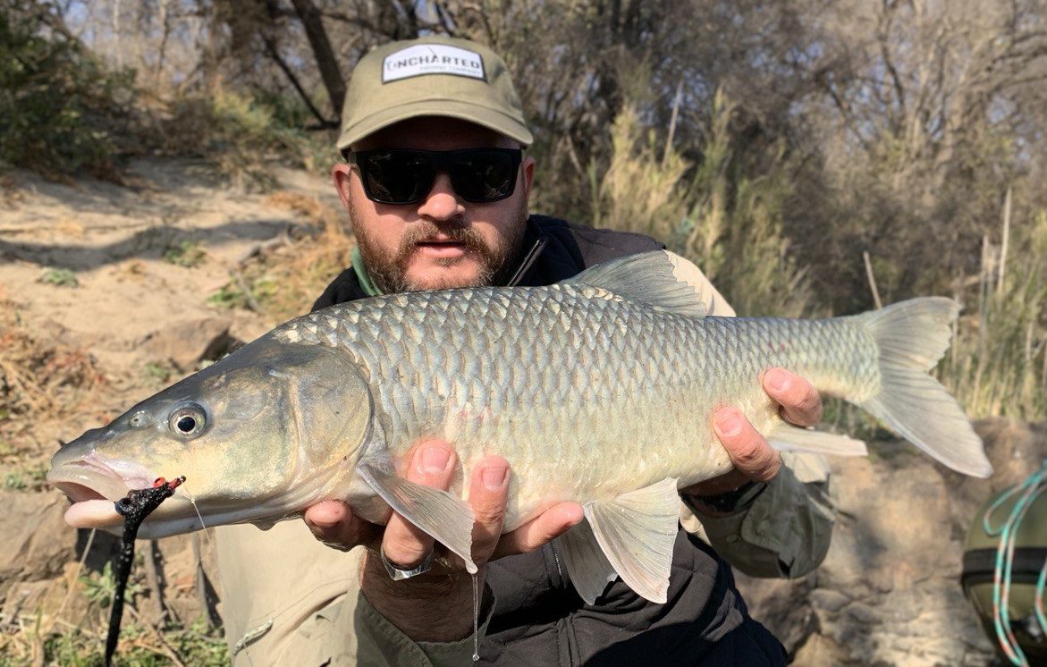 Largemouth Yellowfish Hunting on the Vaal, Potch